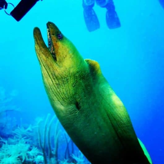 Belize Barrier Reef Dive and Snorkel | Placencia Belize | Seahorse Dive ...